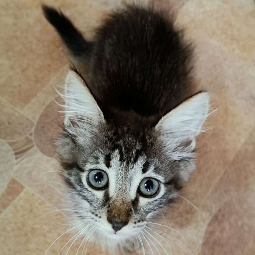 Кошки в добрые руки мальчик