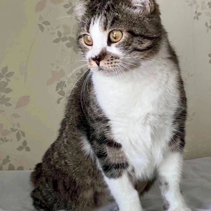 Особенный котик