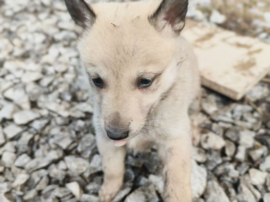 Щенки западносибирской лайки
