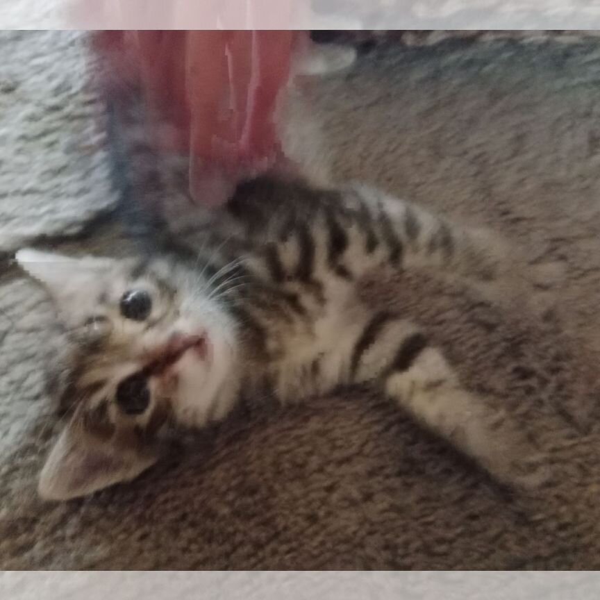 Котёнок в добрые руки