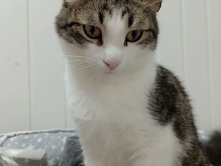 Пристраивается котик из котокафе