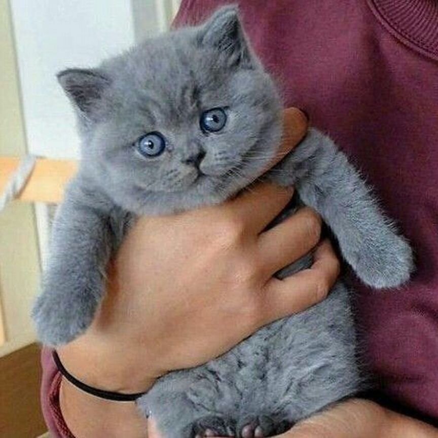 Элитные Плюшки)