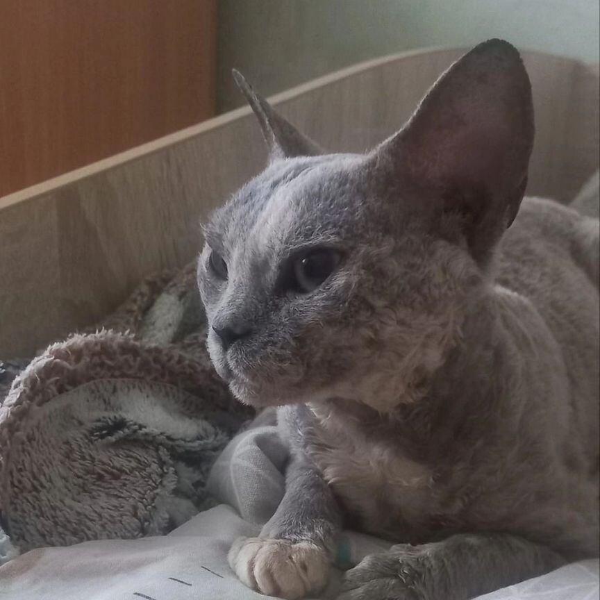 Девон-рекс кошка
