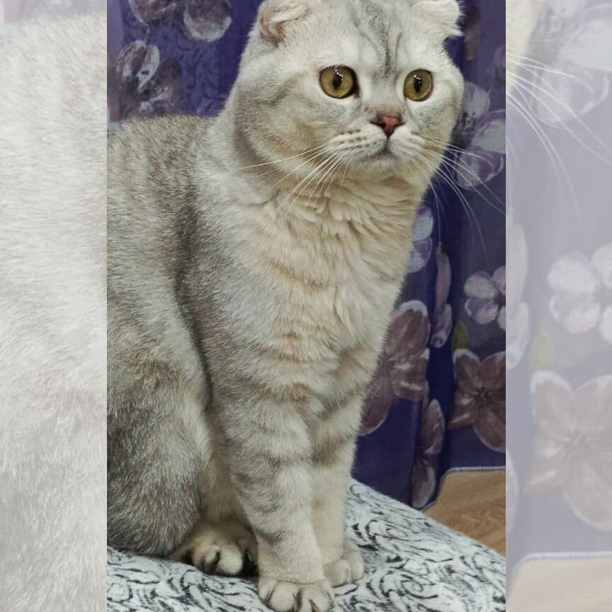 Взрослый кот в добрые руки