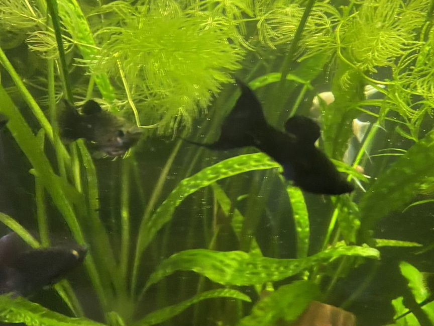 Рыбки малинезии