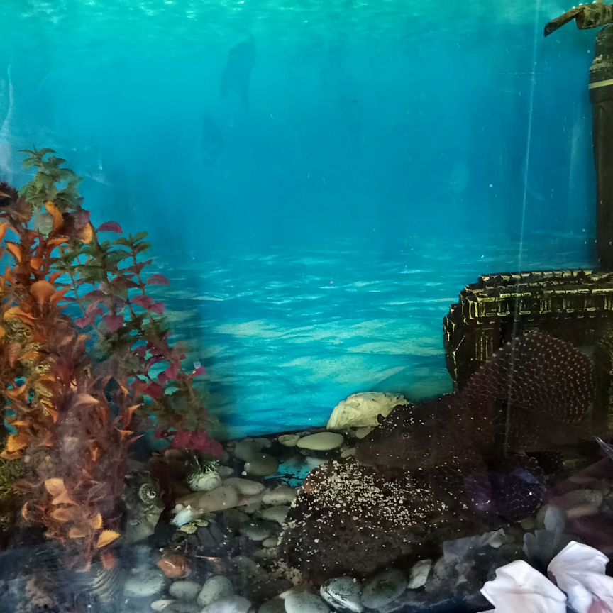 Аквариум