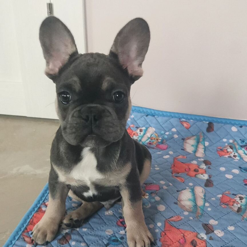 Французский бульдог голубой