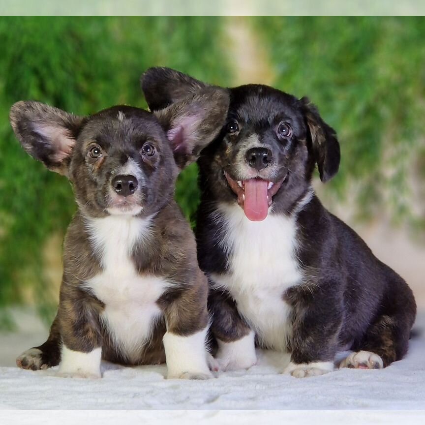 Вельш Корги Кардиган, щенок