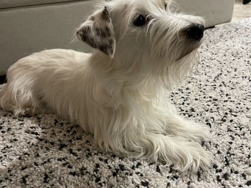 Джек рассел