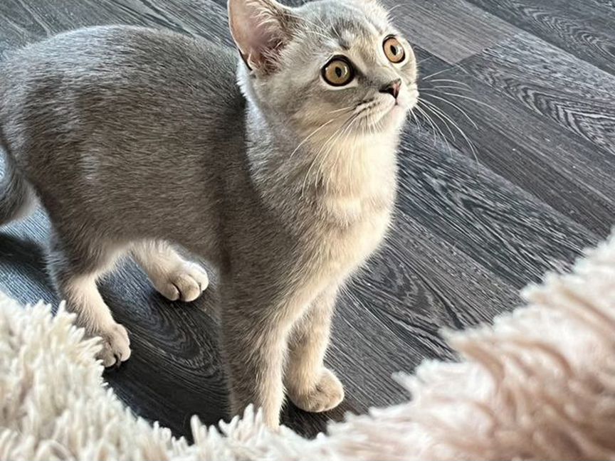 Шотландская прямоухая кошка котенок