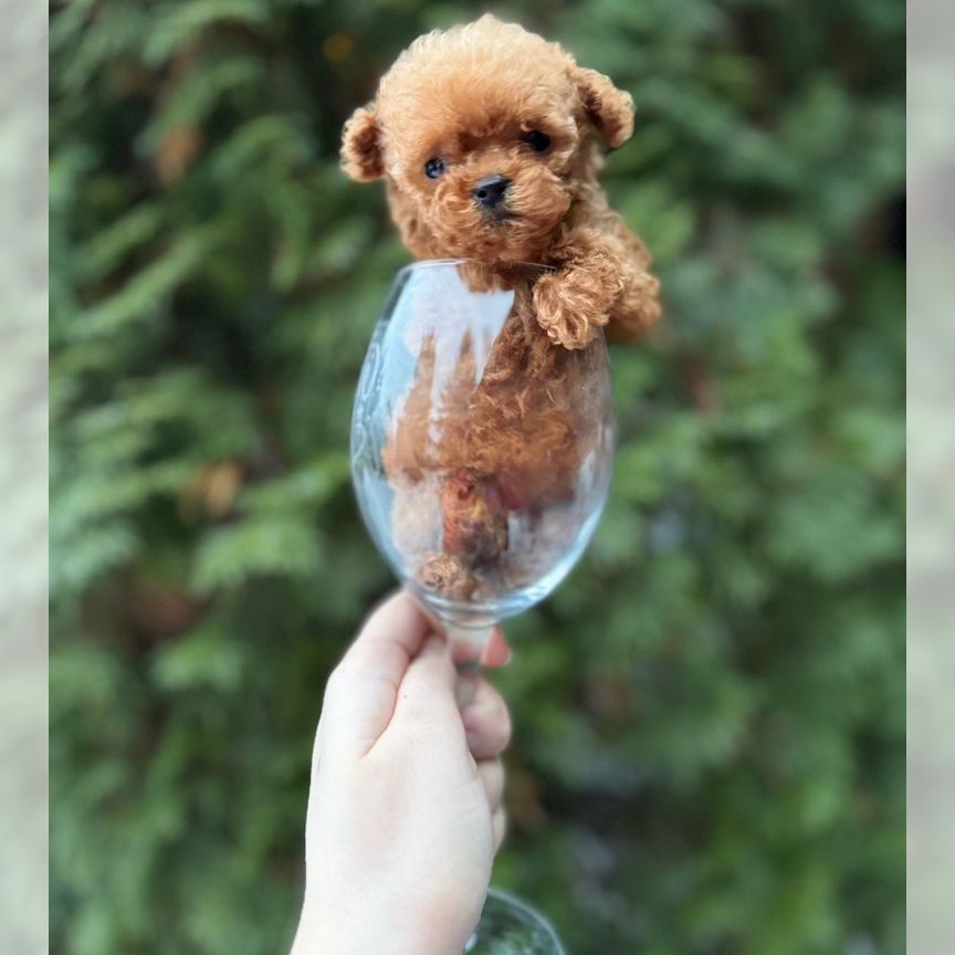 Пудель тикап девочка