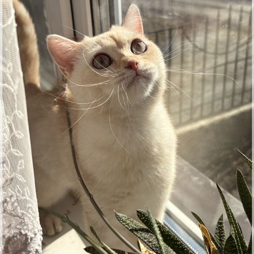 Шотландский котик