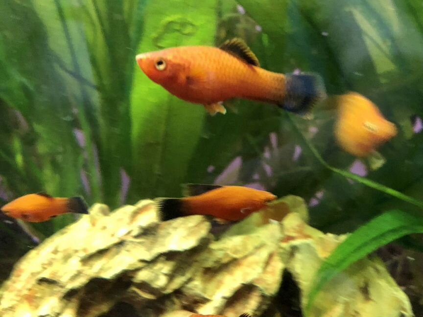 Меченосец берлинский