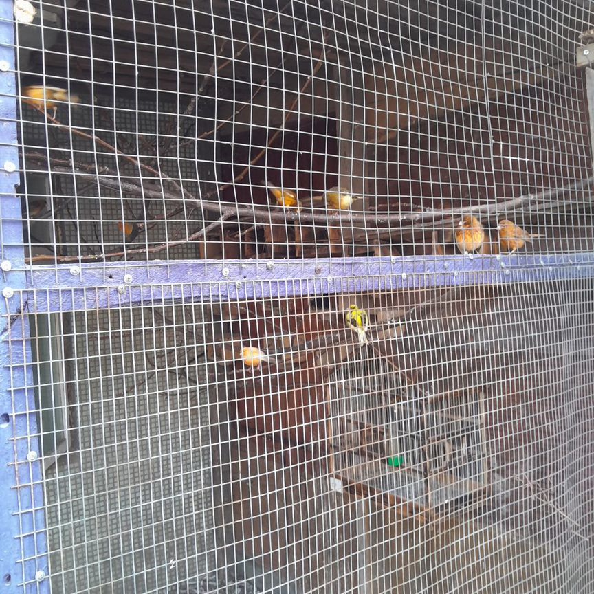 Кенр и кенарарка