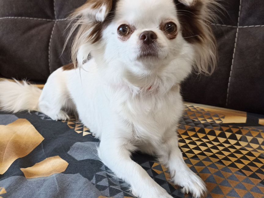 Вязка чихуахуа девочка