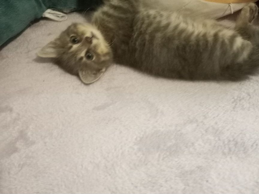 Отдам котëнка