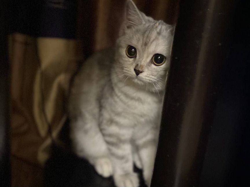 Кошка