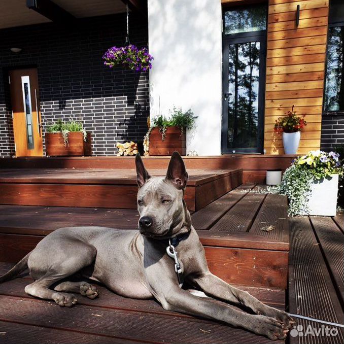 Тайский риджбек