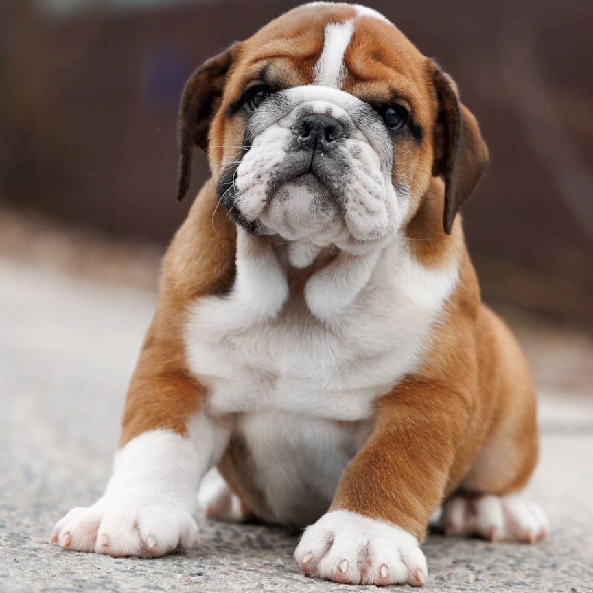 Очень красивый мальчик бульдог