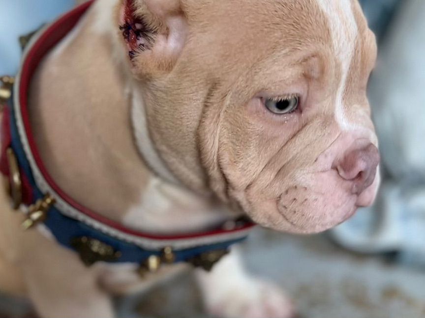 Американский булли микро покет