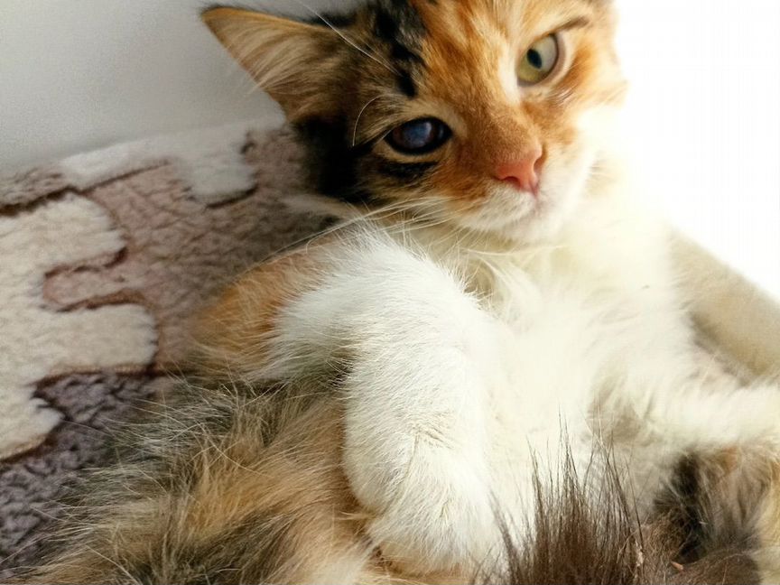Кошка 4,5 месяца