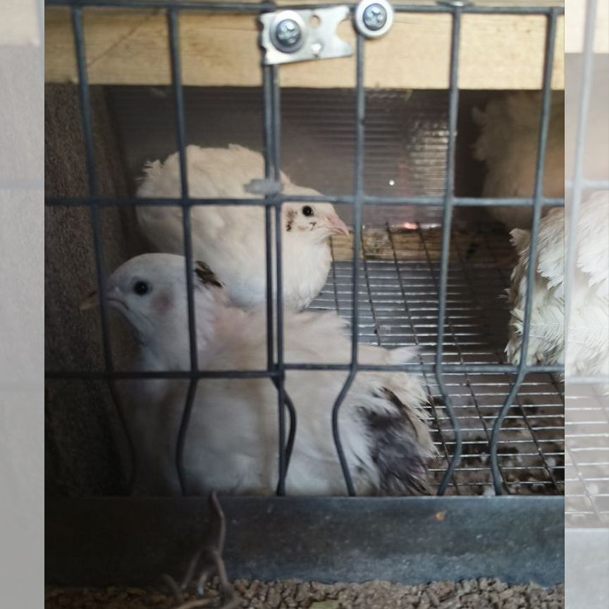 Перепела мальчики 4 шт