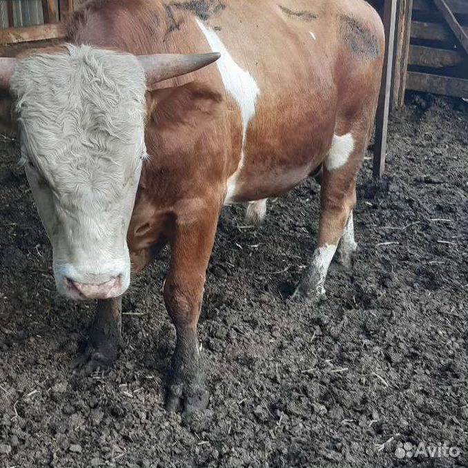 Быки на племя