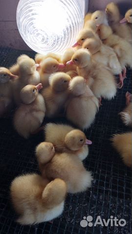 Утята Sk6 бройлерной утки
