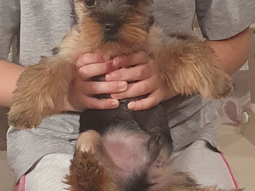 Йоркширский терьер