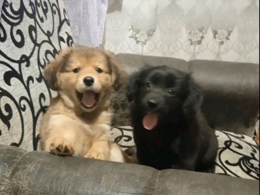 Два щеночка ищут дом