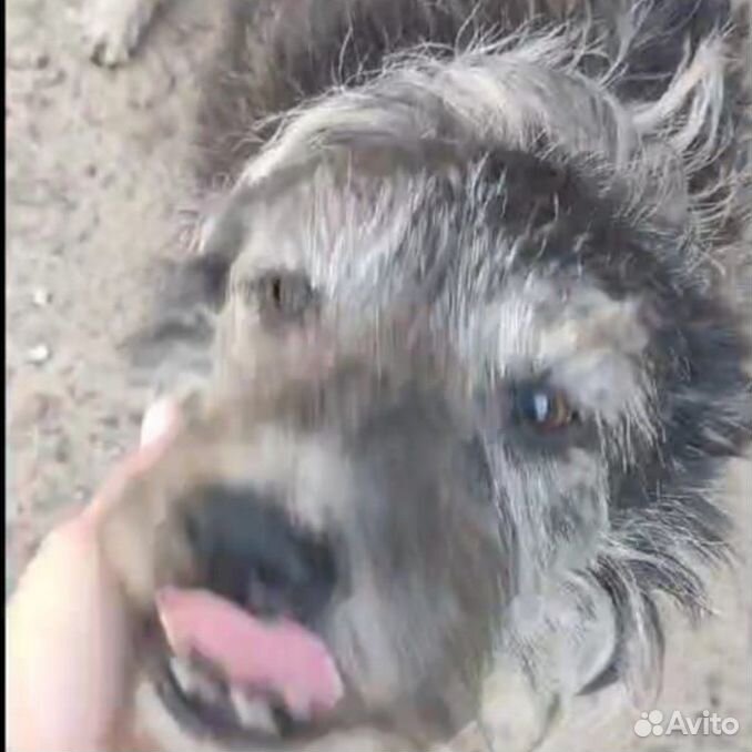 Бородатик спасен из отлова и ищет дом