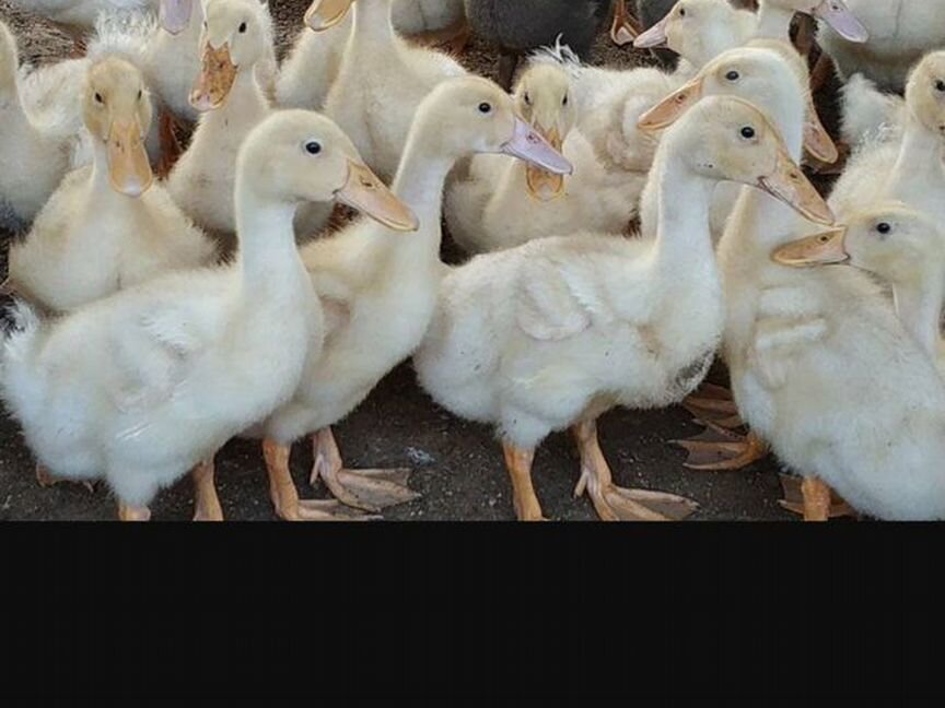 Утки черри велли, гуси