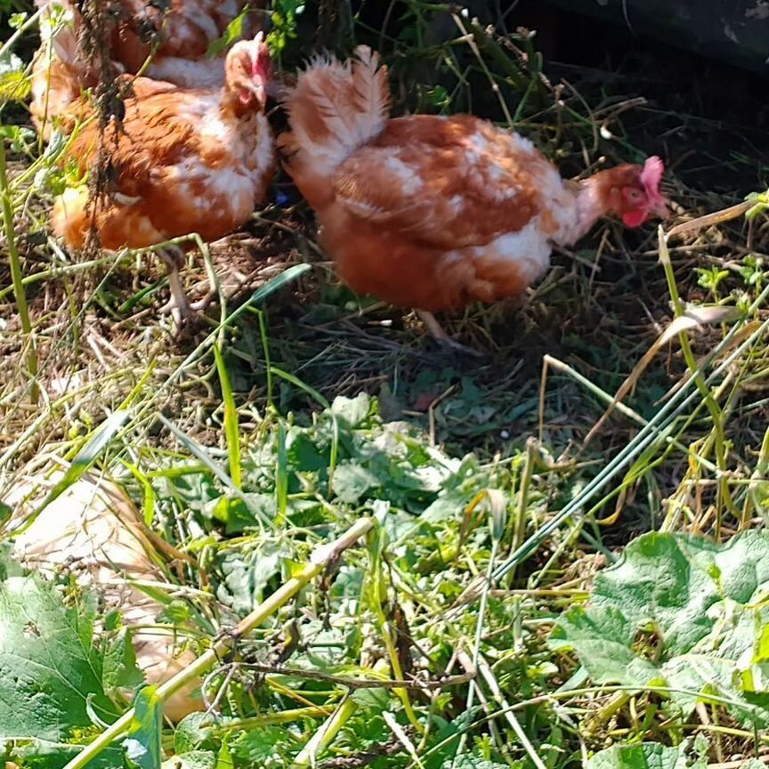 Курицы несушки