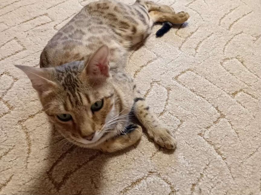 Кошка