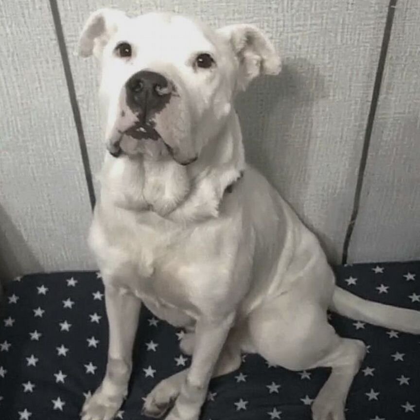 Аргентинский дог, взрослый пёс