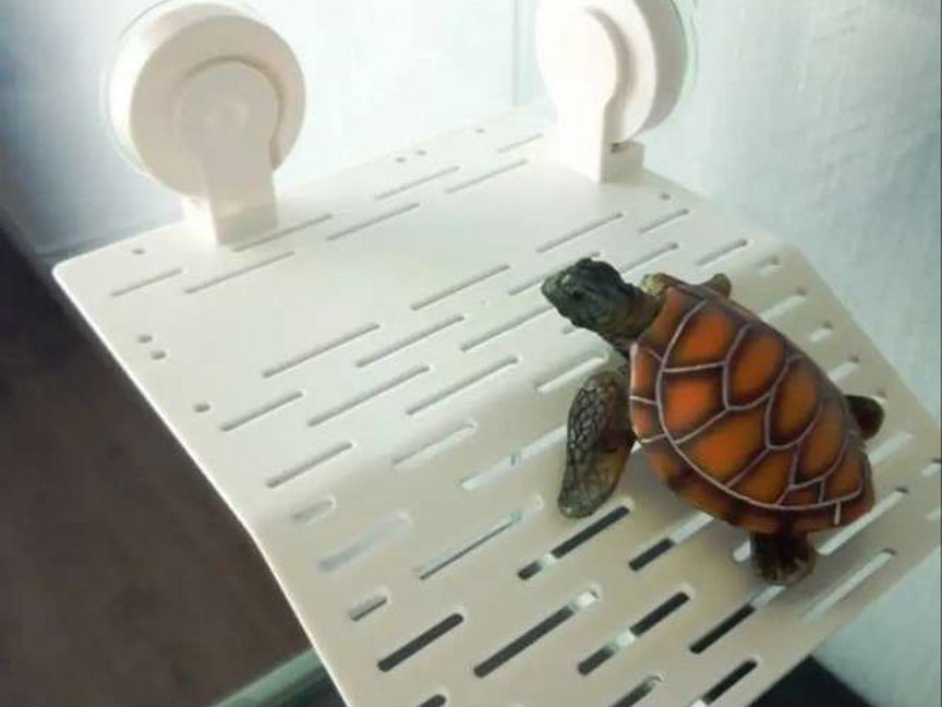 Мостик для черепахи