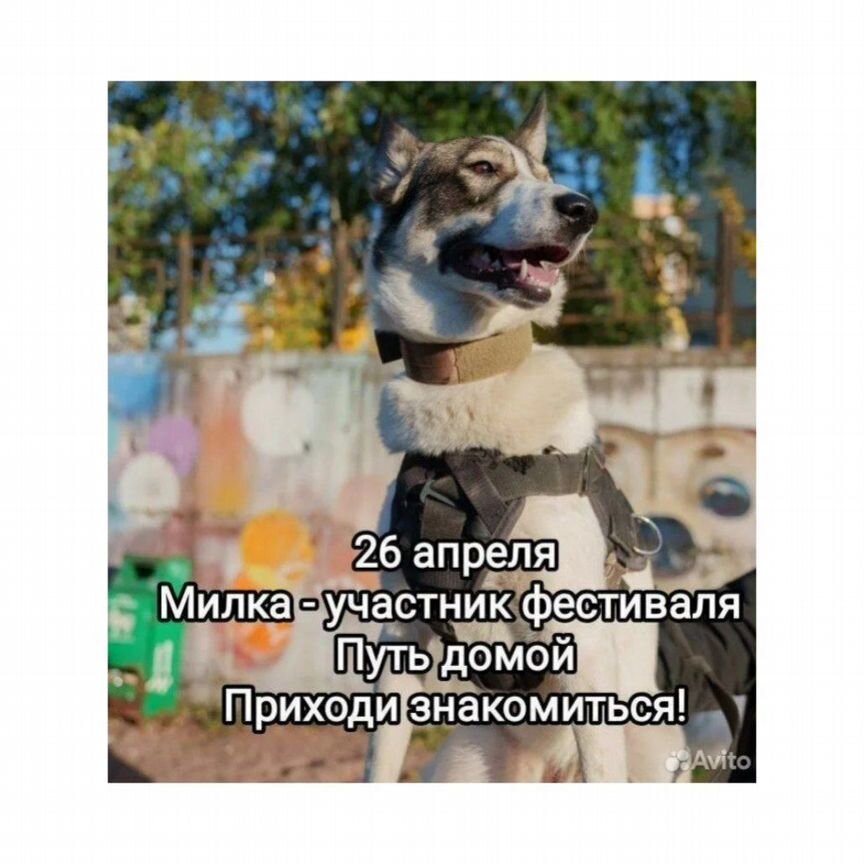 Озорная лайка в добрые руки