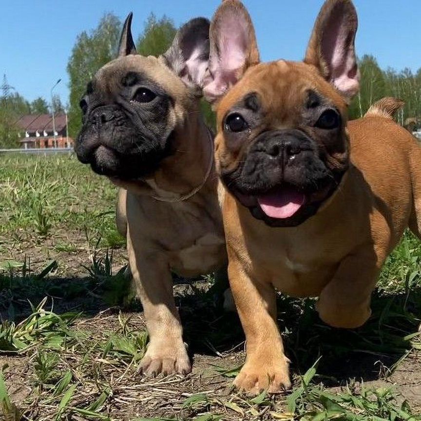 Щенок французского бульдога