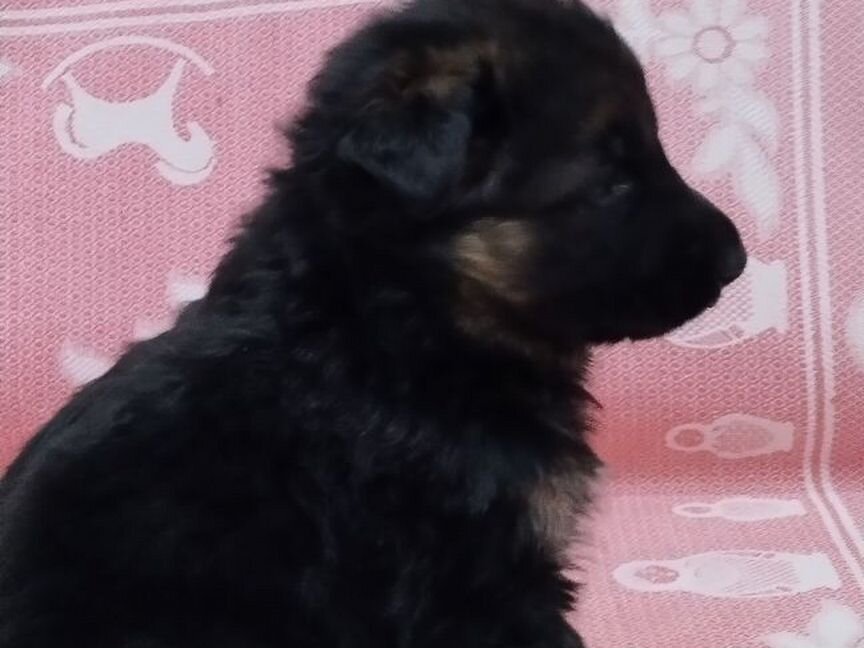 Щенки длинношерстные