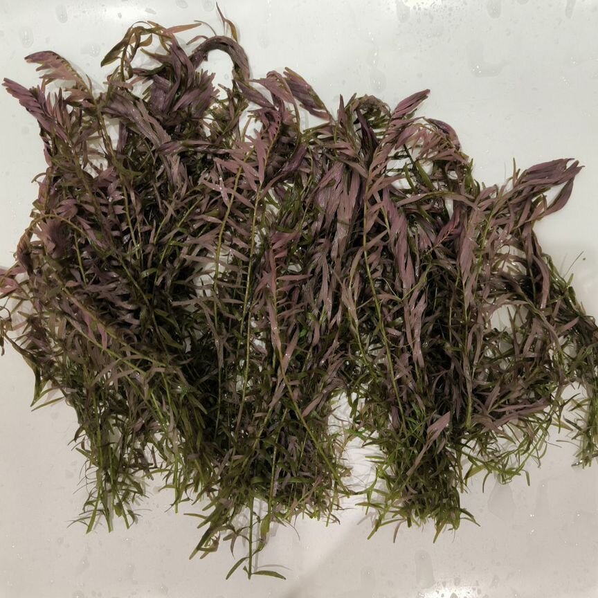 Аквариумные растения (прополка)