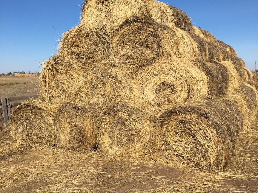 Сено суданка зерносмесь