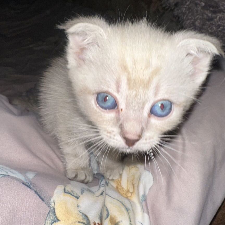 Котенок шотландец вислоухий