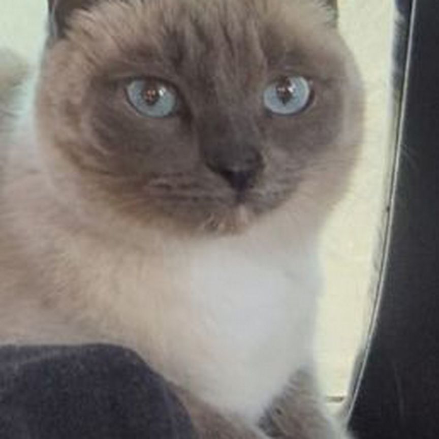 Кошка ласкуша