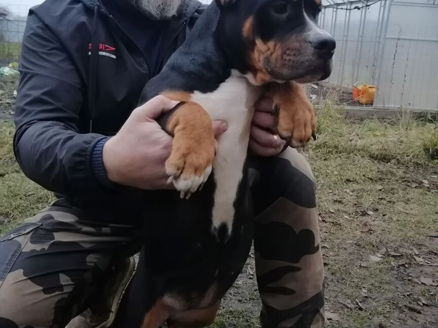 Американский булли classic