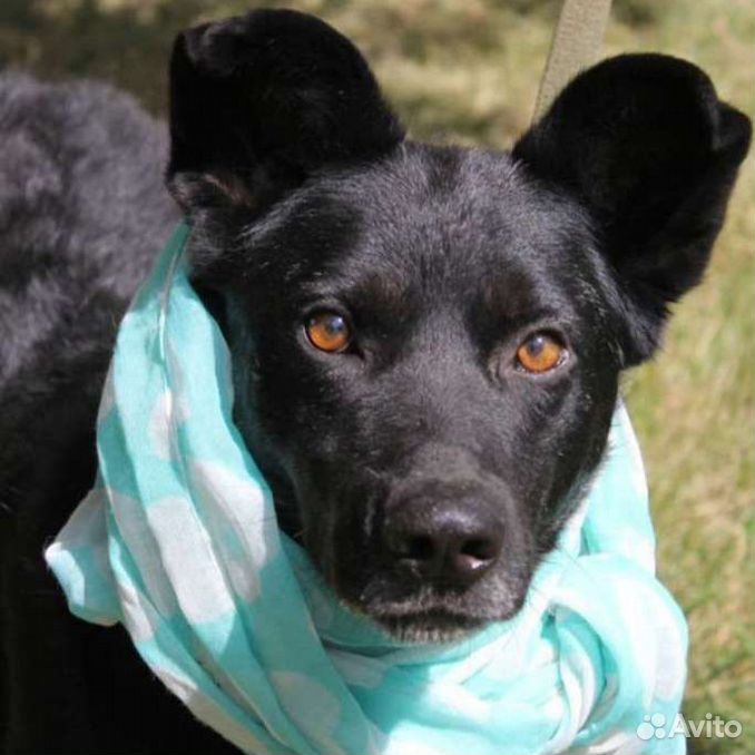 Грант ищет дом