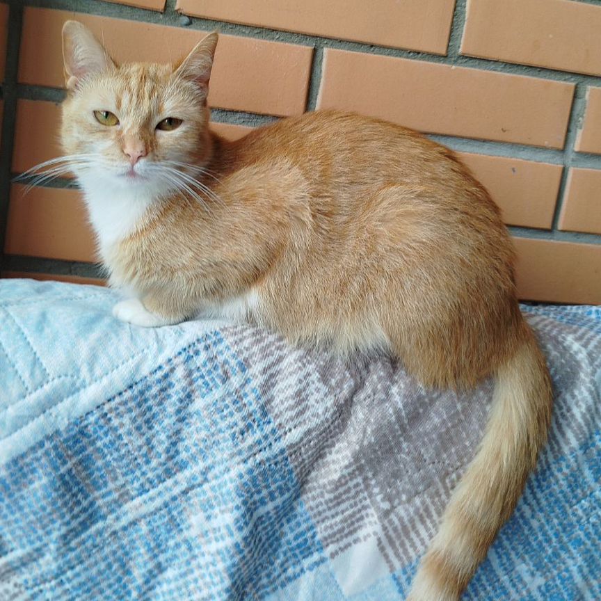 Рыжая кошка