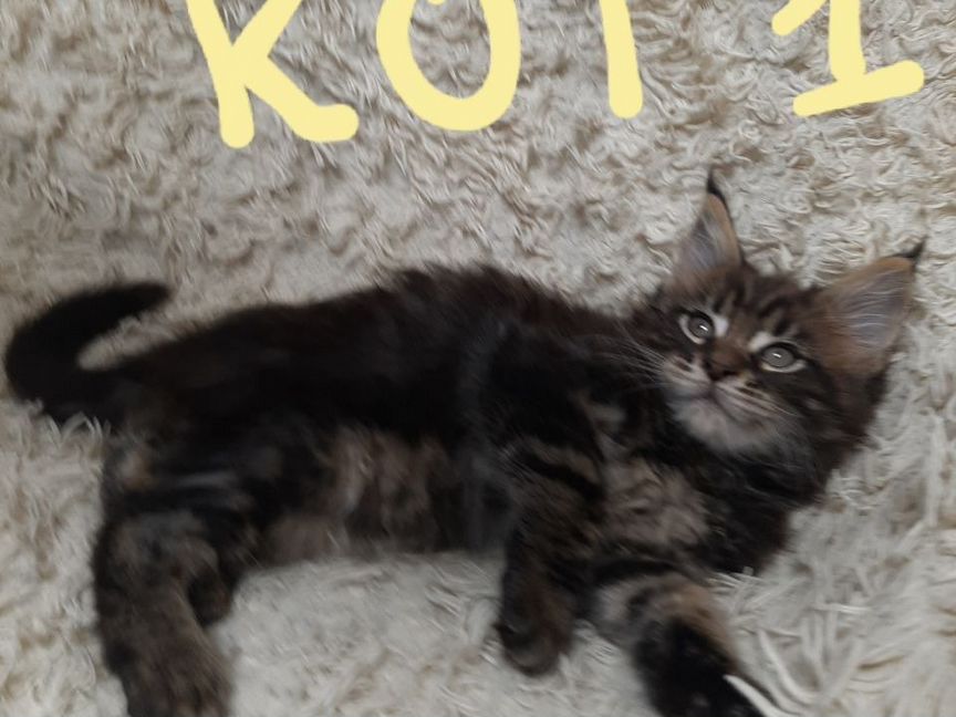 Котята мейн-кун