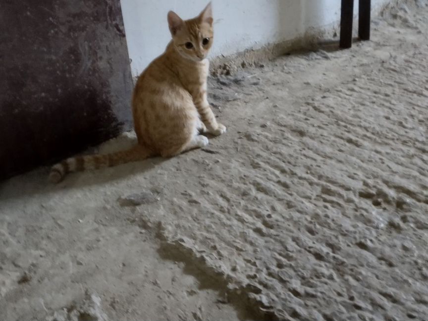 Котята в добрые руки бесплатно