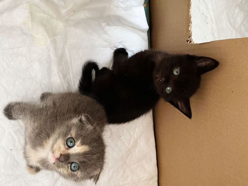 Отдам котят в добрые руки