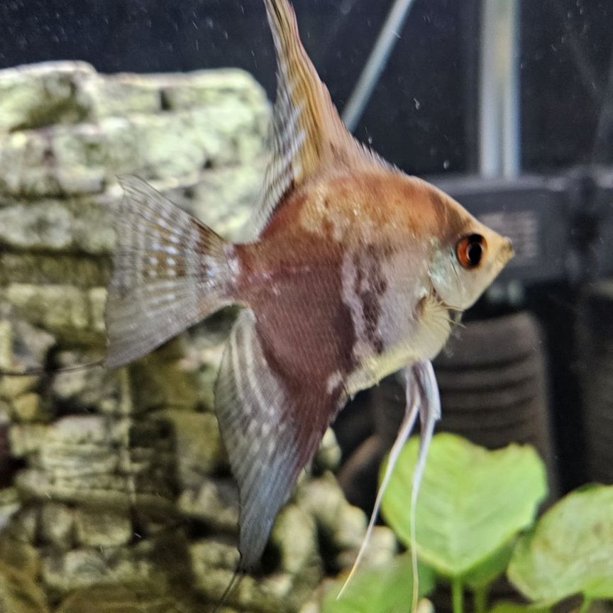 Скалярия обыкновенная